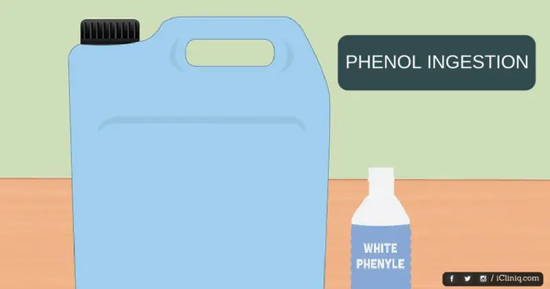 What are the consequences of phenol ingestion?
